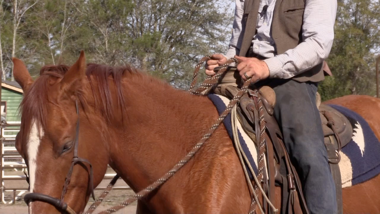 Rein Management And Why It's Important