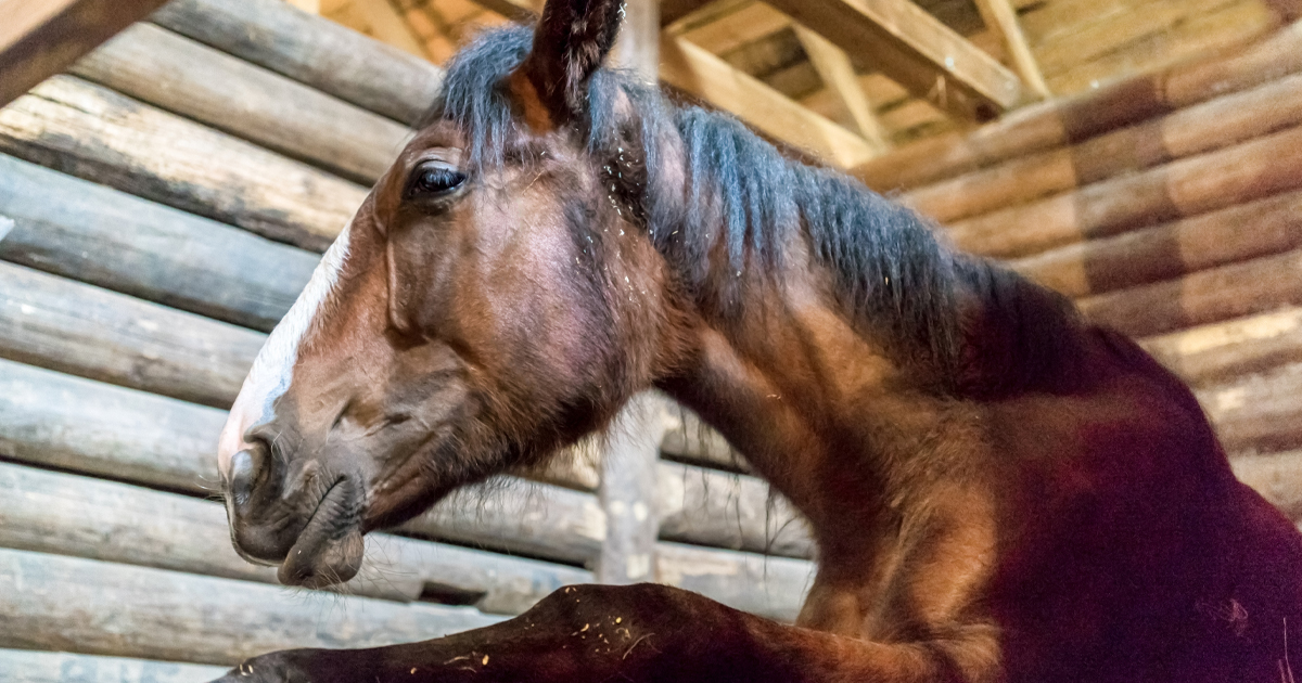 Horse Problems Training The Abused Horse Horseproscom